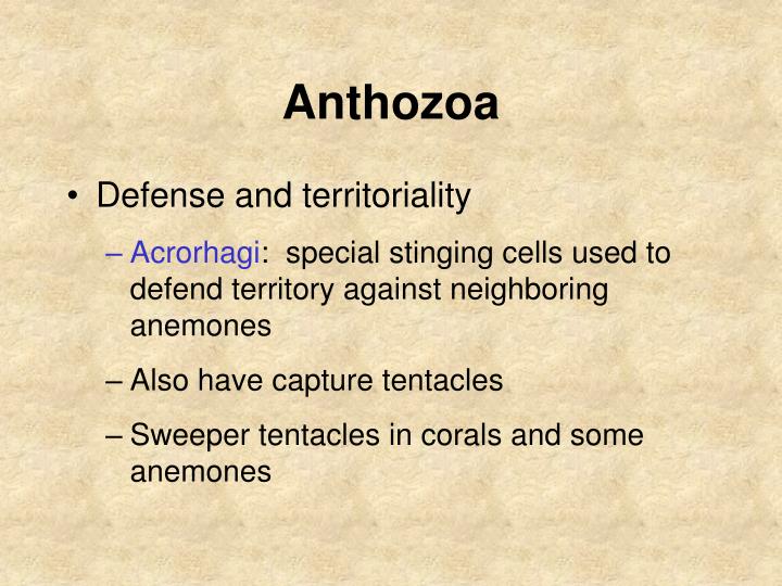 PPT - Anthozoa - Corals and Anemones PowerPoint Presentation - ID:4733435