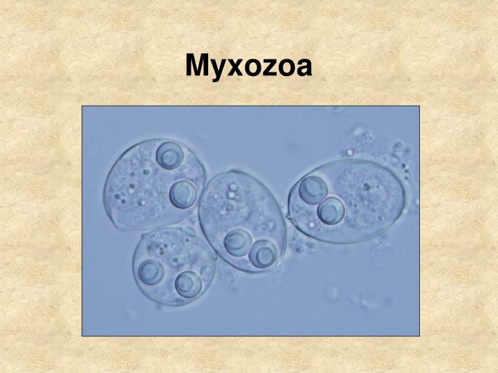 PPT - Anthozoa - Corals and Anemones PowerPoint Presentation - ID:4733435