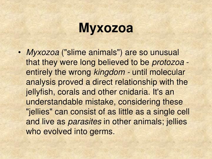 PPT - Anthozoa - Corals and Anemones PowerPoint Presentation - ID:4733435
