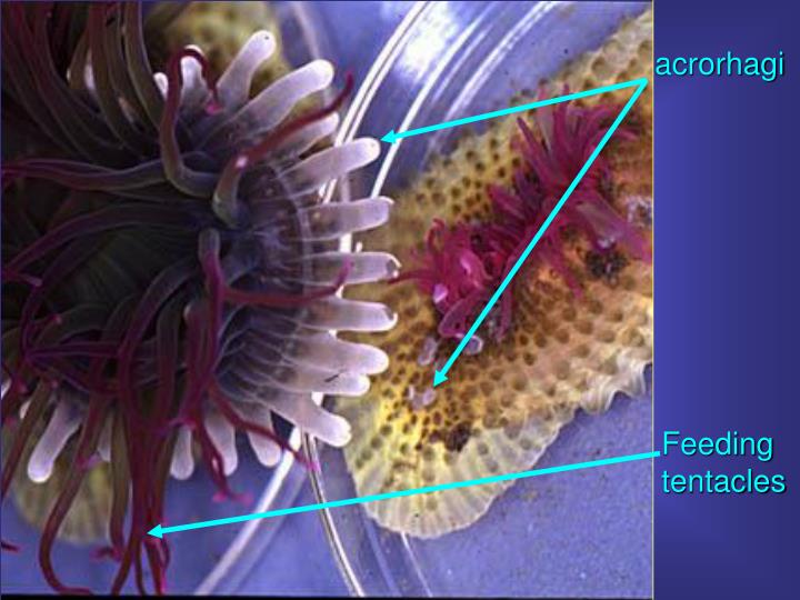 PPT - Anthozoa - Corals and Anemones PowerPoint Presentation - ID:4733435