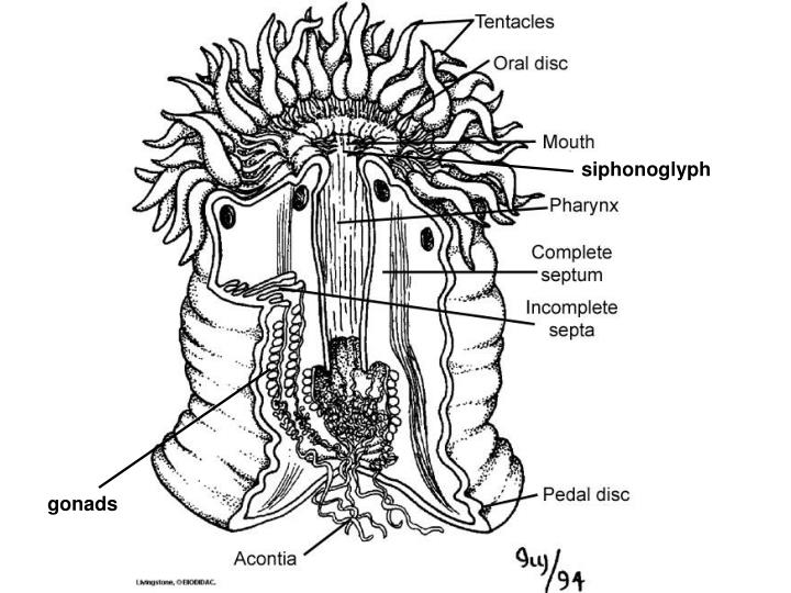 PPT - Anthozoa - Corals and Anemones PowerPoint Presentation - ID:4733435