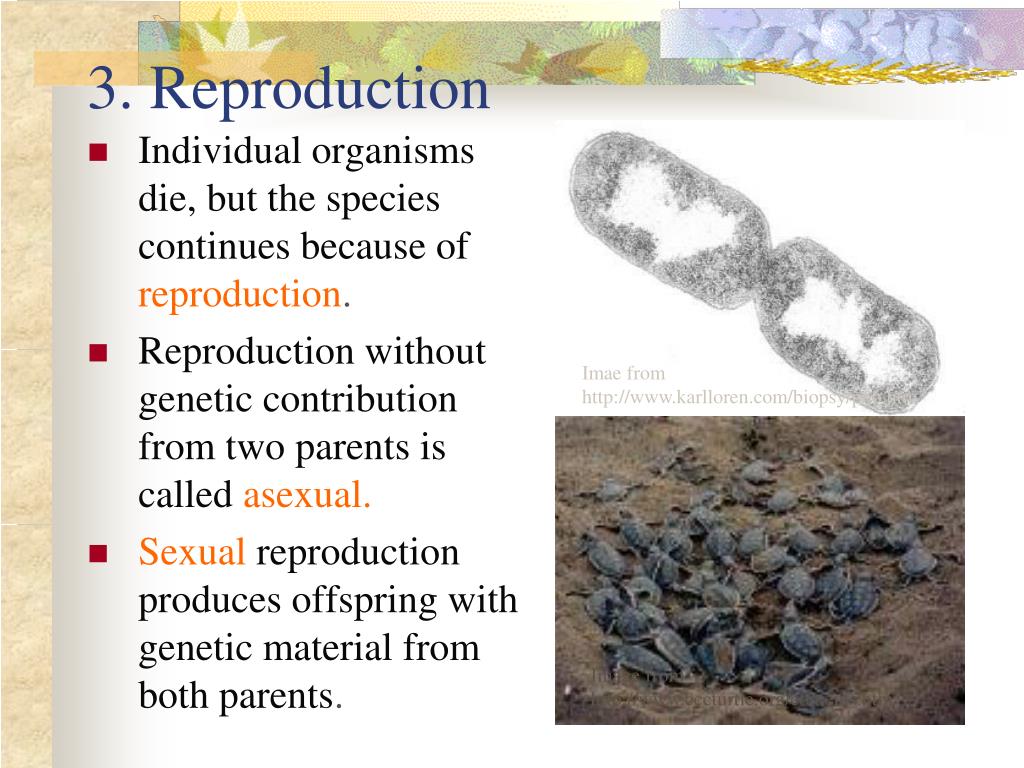 PPT - What is Biology? Characteristics of Living Things PowerPoint ...