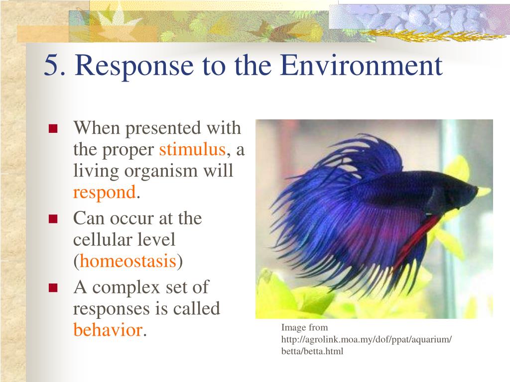 PPT - What is Biology? Characteristics of Living Things PowerPoint ...