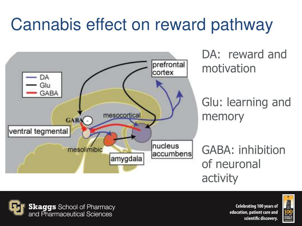 PPT - What is known about the clinical pharmacology of medical cannabis ...