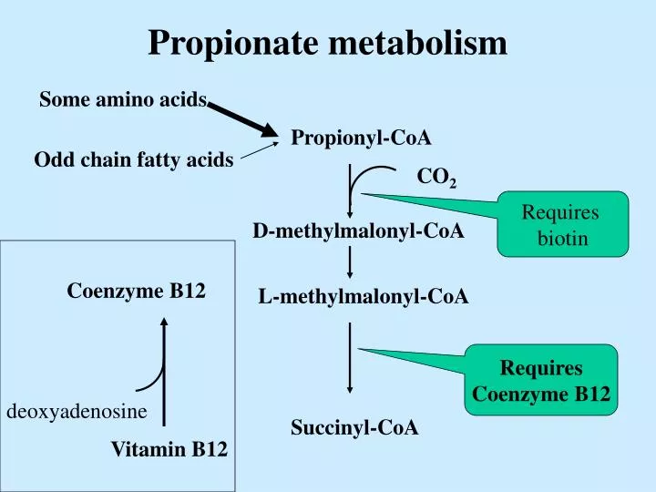 PPT - Propionate metabolism PowerPoint Presentation, free download - ID ...