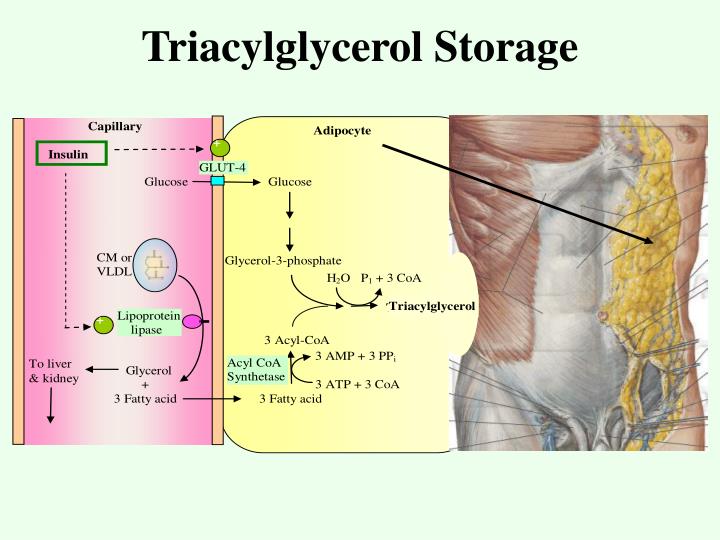 PPT - Propionate metabolism PowerPoint Presentation - ID:4734329