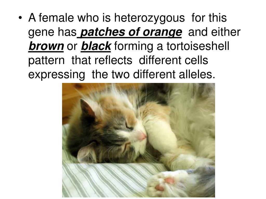 Ppt Sex Ratio In Humans Powerpoint Presentation Free Download Id