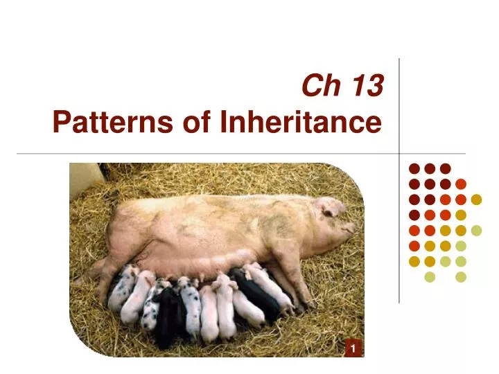PPT - Ch 13 Patterns of Inheritance PowerPoint Presentation, free download - ID:4735570