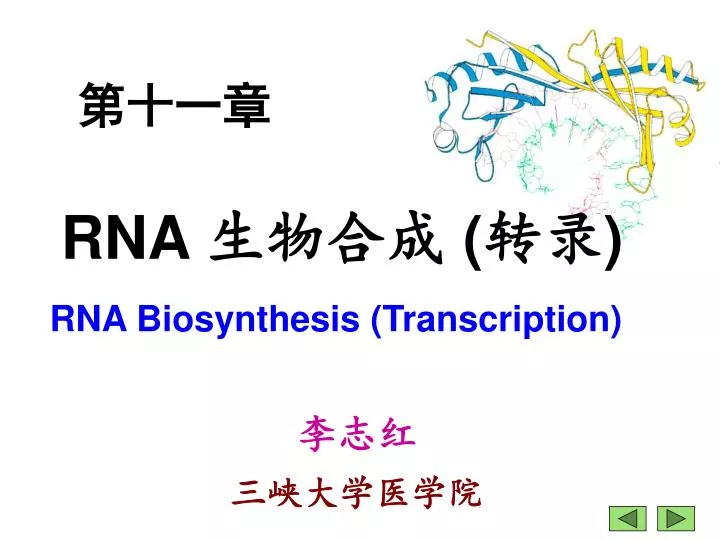 PPT - RNA Biosynthesis (Transcription) PowerPoint Presentation, free ...