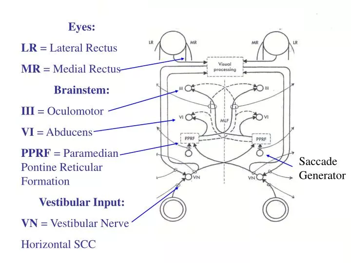 PPT - Eyes: LR = Lateral Rectus MR = Medial Rectus Brainstem: III ...
