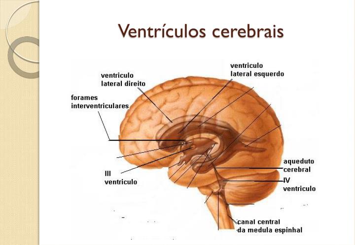 PPT - Organização do sistema nervoso, transmissão sináptica e ...