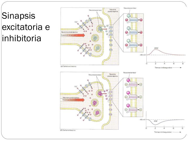 PPT - Sinapsis PowerPoint Presentation - ID:4736742