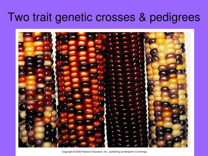 PPT - Two trait genetic crosses & pedigrees PowerPoint Presentation ...