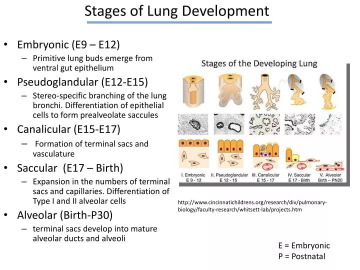 PPT - Embryonic (E9 – E12) Primitive lung buds emerge from ventral gut ...