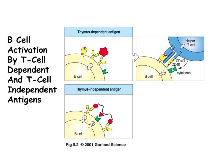 PPT - Antigen-Independent B-Cell Development PowerPoint Presentation ...