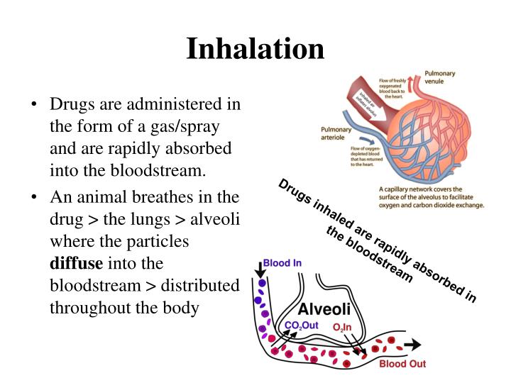 PPT - Principles and Methods of Drug Administration PowerPoint ...