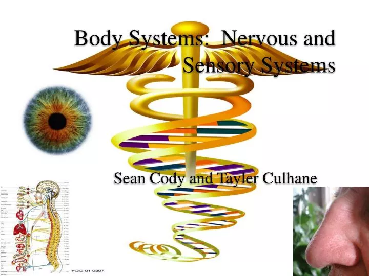 PPT - Body Systems: Nervous and Sensory Systems PowerPoint Presentation ...