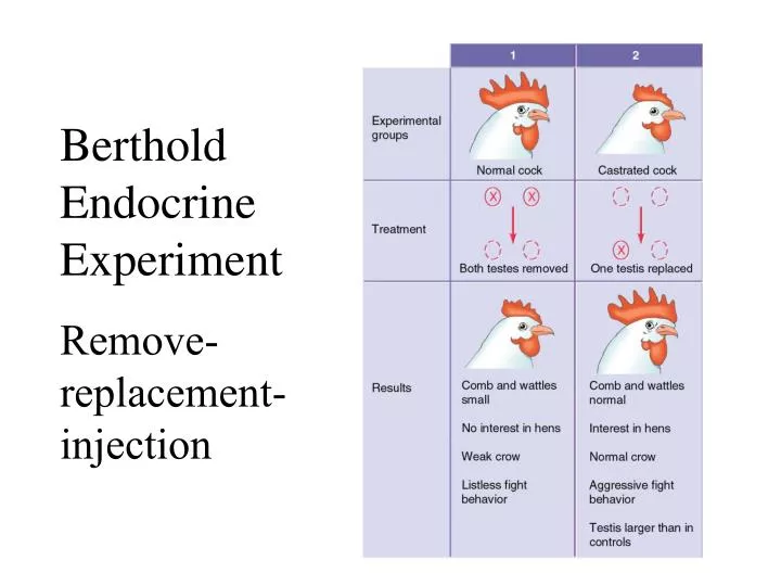 PPT - Berthold Endocrine Experiment Remove- replacement-injection ...