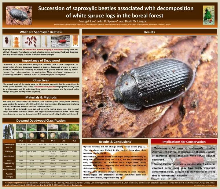 PPT - What are Saproxylic Beetles? PowerPoint Presentation, free ...