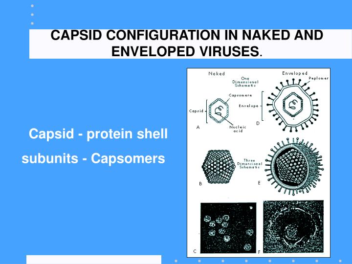 PPT - Premedical - Biology PowerPoint Presentation - ID:4741321