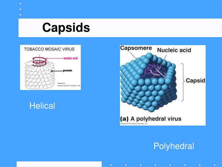 PPT - Premedical - Biology PowerPoint Presentation - ID:4741321