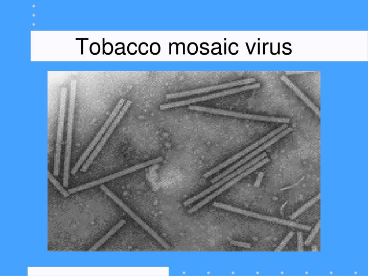 PPT - Premedical - Biology PowerPoint Presentation - ID:4741321