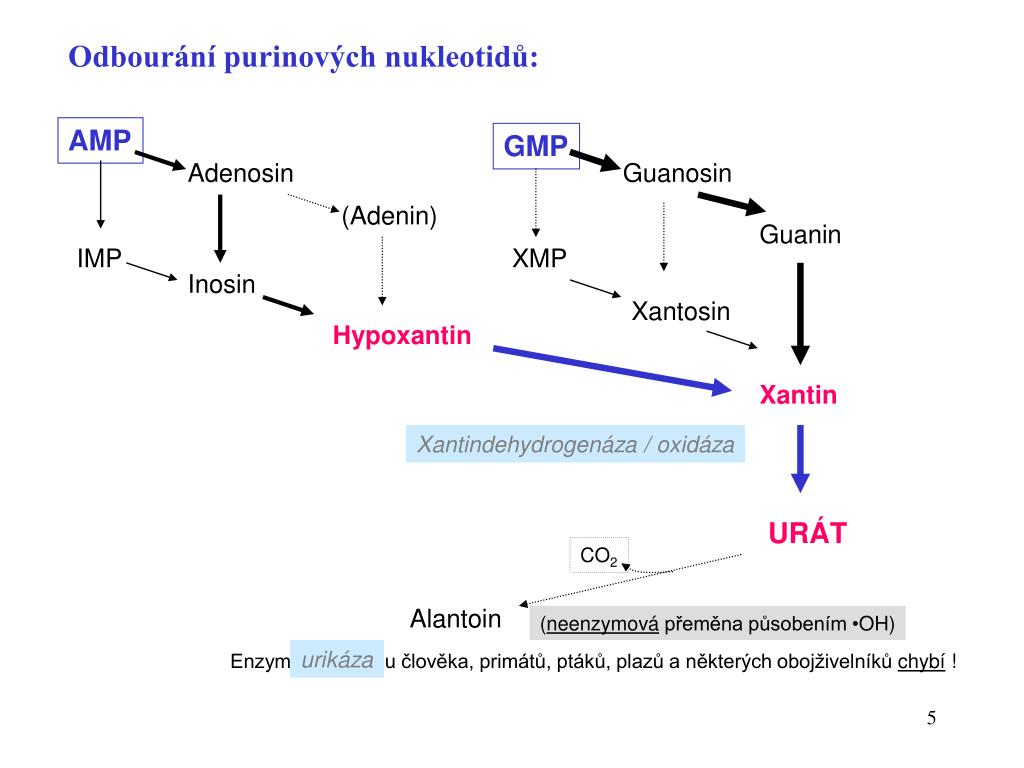 PPT - Poruchy metabolismu purinů PowerPoint Presentation, free download ...