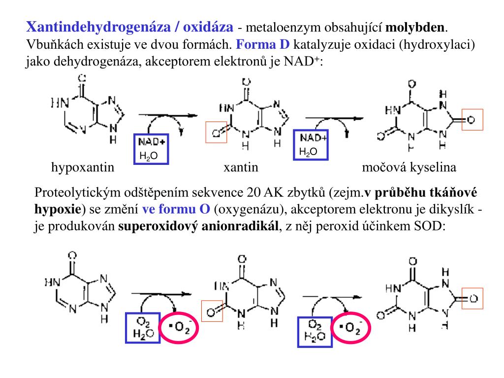 PPT - Poruchy metabolismu purinů PowerPoint Presentation, free download ...