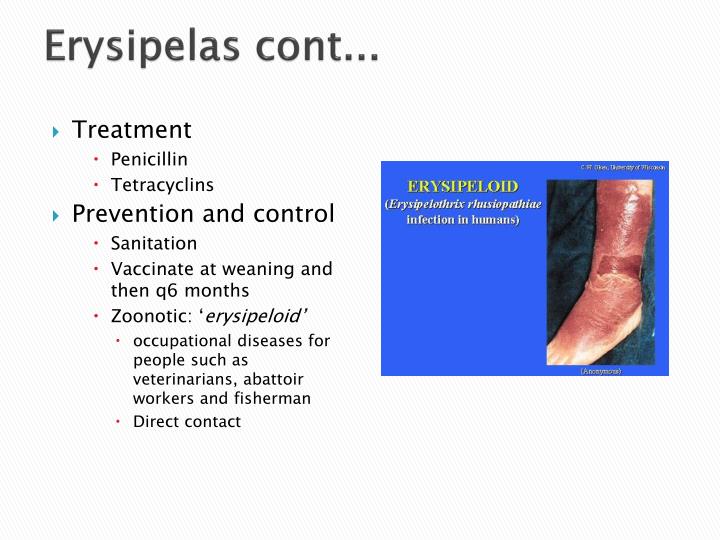 PPT - Swine diseases PowerPoint Presentation - ID:4741995