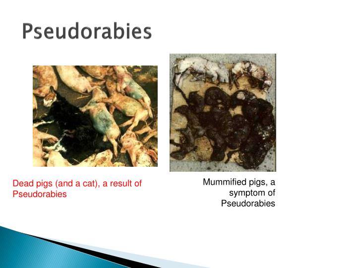 PPT - Swine diseases PowerPoint Presentation - ID:4741995