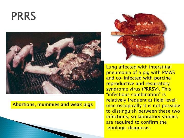 PPT - Swine diseases PowerPoint Presentation - ID:4741995