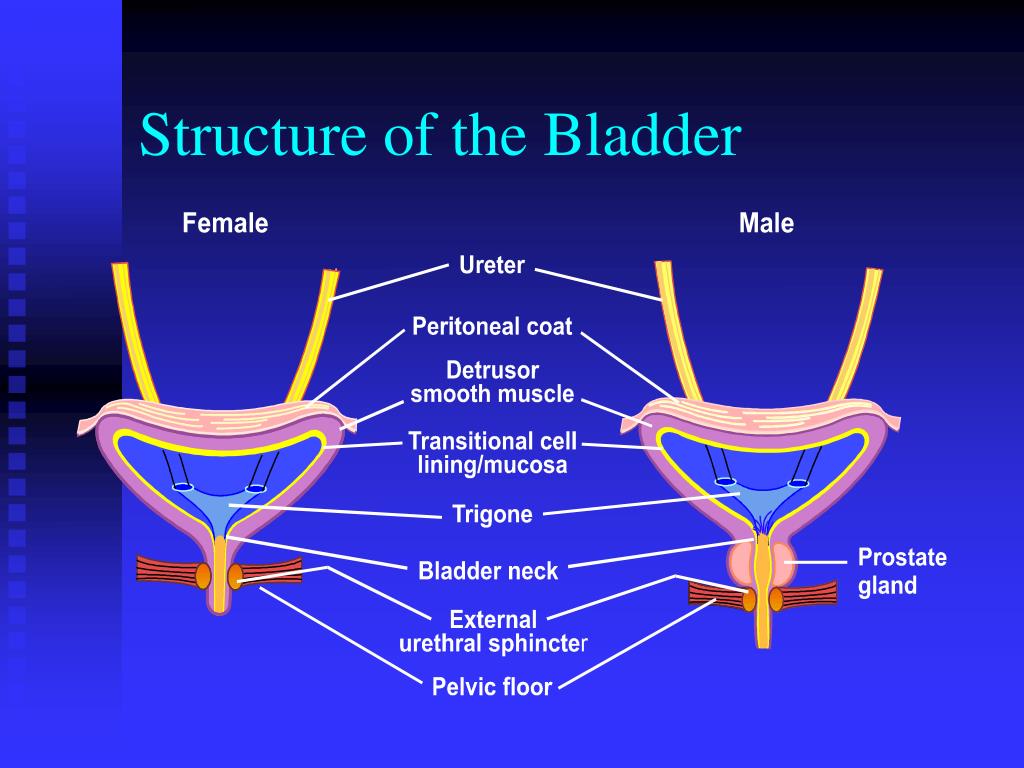 Ppt Urology And Male Health Powerpoint Presentation Free Download