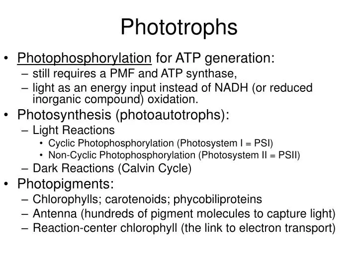 PPT - Phototrophs PowerPoint Presentation, free download - ID:4745355