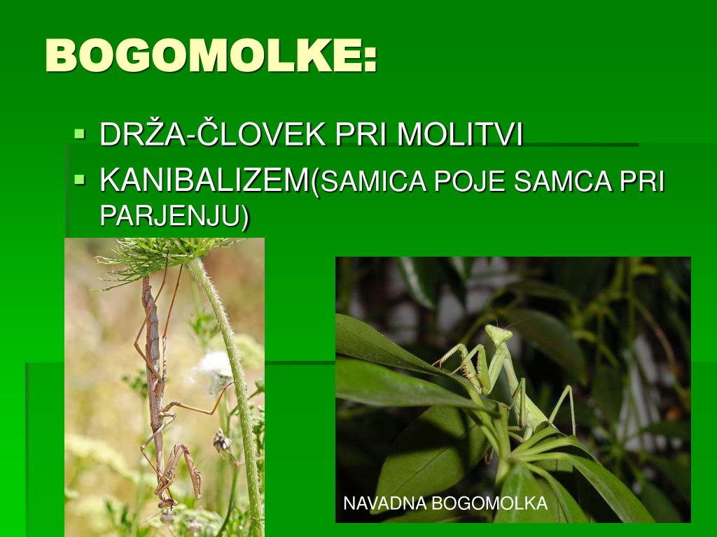 PPT - EVA ŠTROMAJER, 8.B MENTORICA: BERNARDA DEBELJAK PowerPoint ...