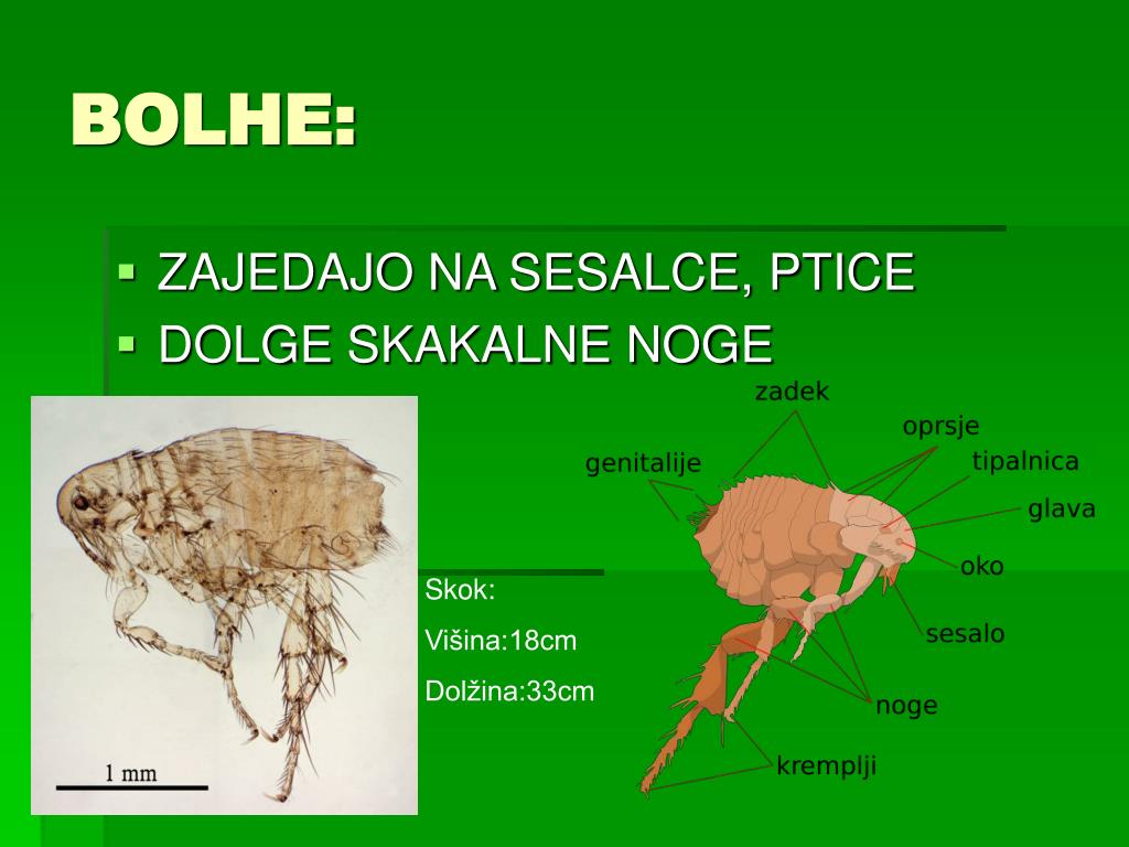 PPT - EVA ŠTROMAJER, 8.B MENTORICA: BERNARDA DEBELJAK PowerPoint ...