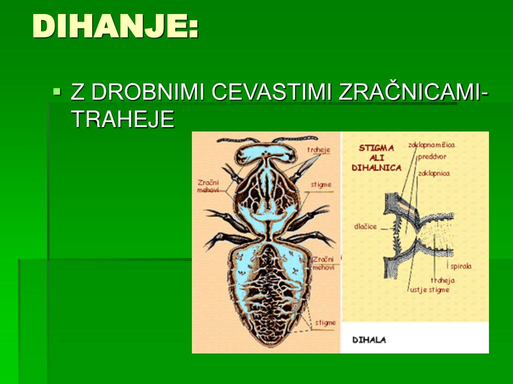 PPT - EVA ŠTROMAJER, 8.B MENTORICA: BERNARDA DEBELJAK PowerPoint ...