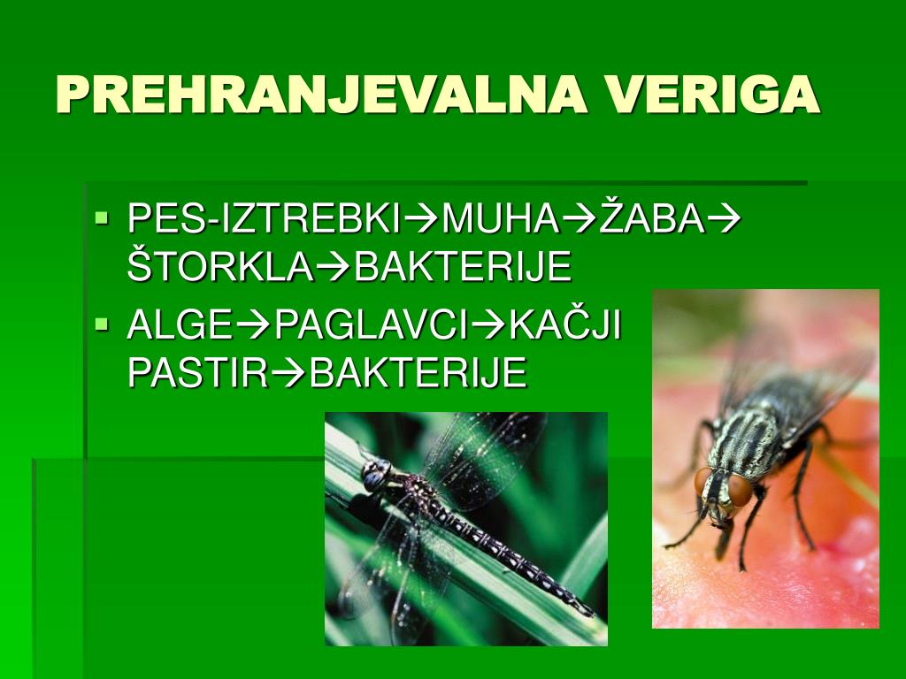 PPT - EVA ŠTROMAJER, 8.B MENTORICA: BERNARDA DEBELJAK PowerPoint ...