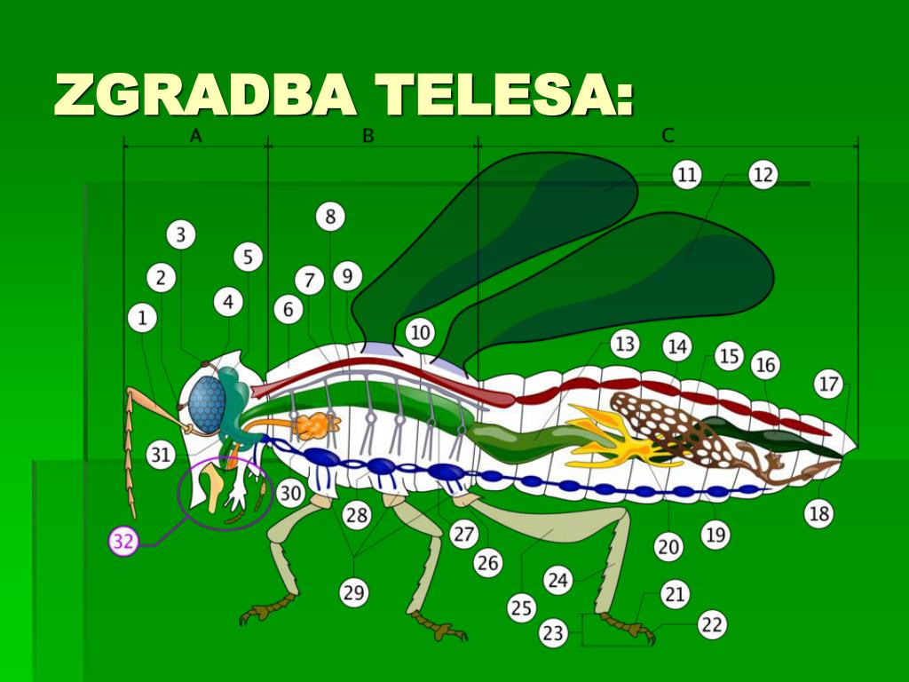 PPT - EVA ŠTROMAJER, 8.B MENTORICA: BERNARDA DEBELJAK PowerPoint ...