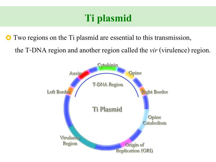 PPT - Gene Transfer in Plants PowerPoint Presentation - ID:4745762
