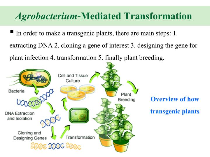 PPT - Gene Transfer in Plants PowerPoint Presentation - ID:4745762