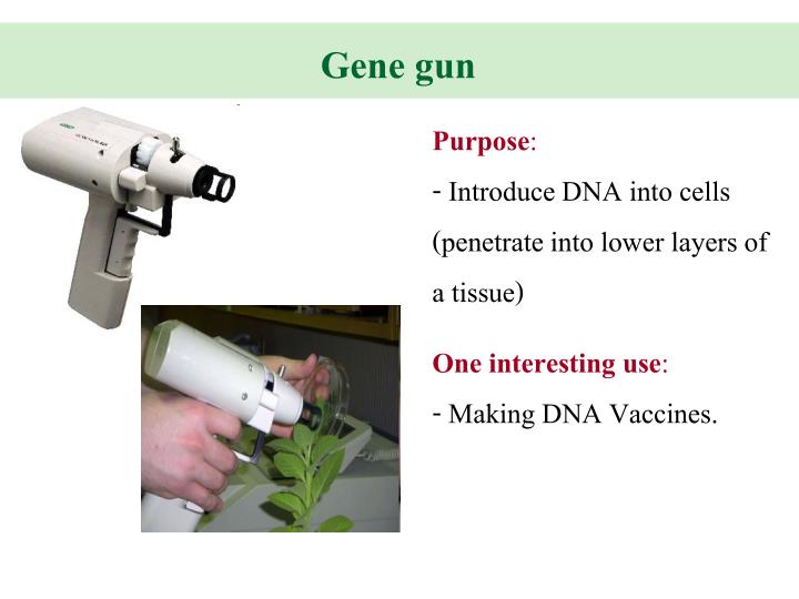 PPT - Gene Transfer in Plants PowerPoint Presentation - ID:4745762