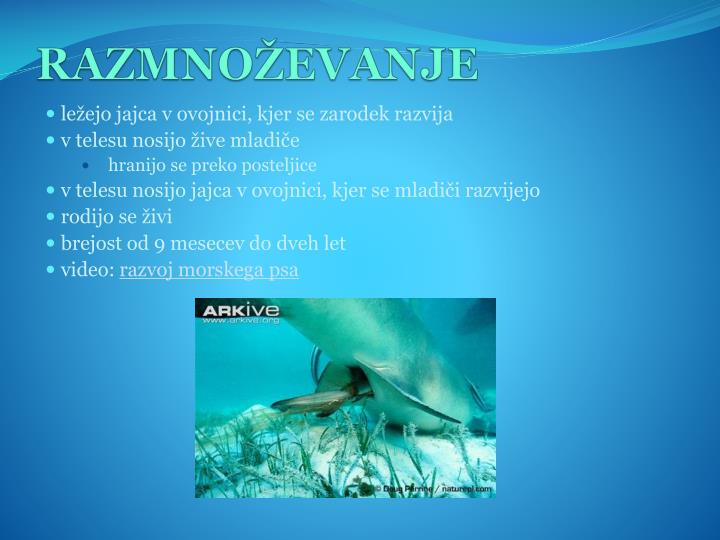 PPT - MORSKI PES PowerPoint Presentation - ID:4747078