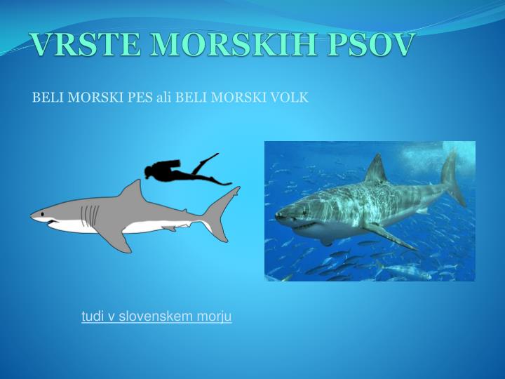 PPT - MORSKI PES PowerPoint Presentation - ID:4747078