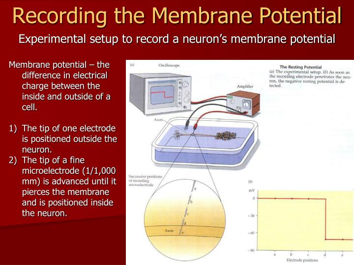 PPT - Neurophysiology PowerPoint Presentation - ID:4747294