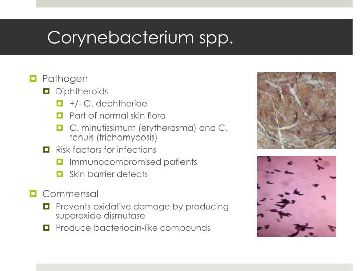 PPT - The Skin Microbiome Yoon K. Cohen, D.O. Hot Spots in Dermatology ...