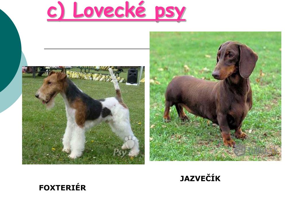 PPT - Blízki spoločníci človeka PowerPoint Presentation, free download ...