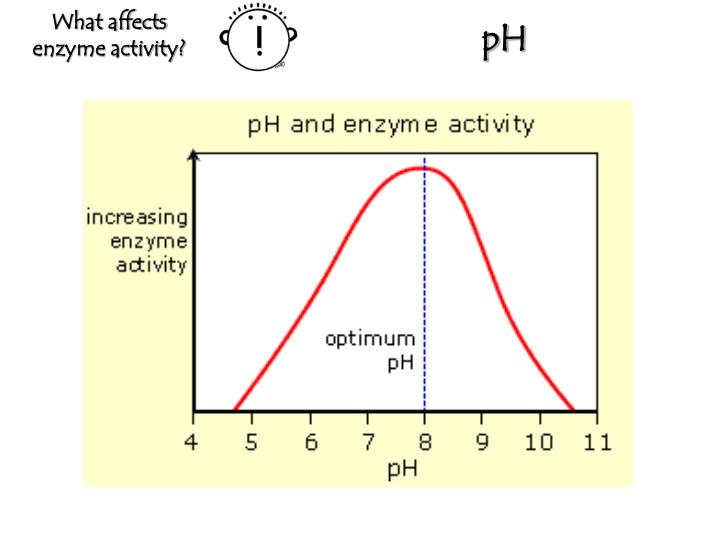 PPT - Enzymes PowerPoint Presentation - ID:4748539