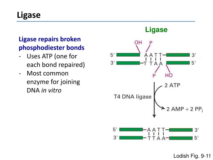 PPT - Molecular cloning PowerPoint Presentation - ID:4748736