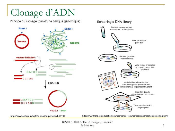 PPT - Méthodes de séquençage d’ADN PowerPoint Presentation - ID:4748782