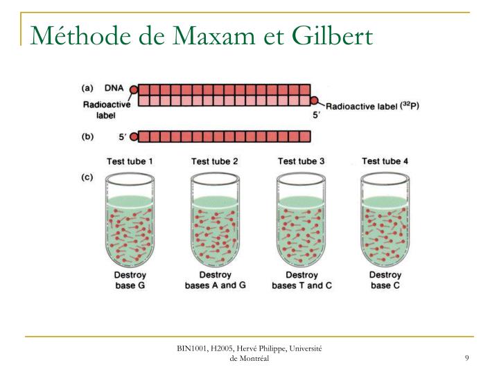 PPT - Méthodes de séquençage d’ADN PowerPoint Presentation - ID:4748782